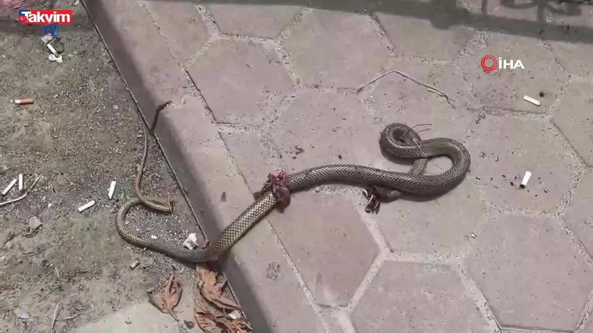 Kendisini ısıran yılanı hastaneye getirdi | Takvim TV