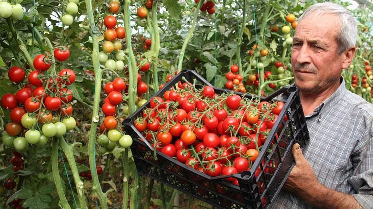 Çeri domatesin sağlığa faydaları nelerdir?
